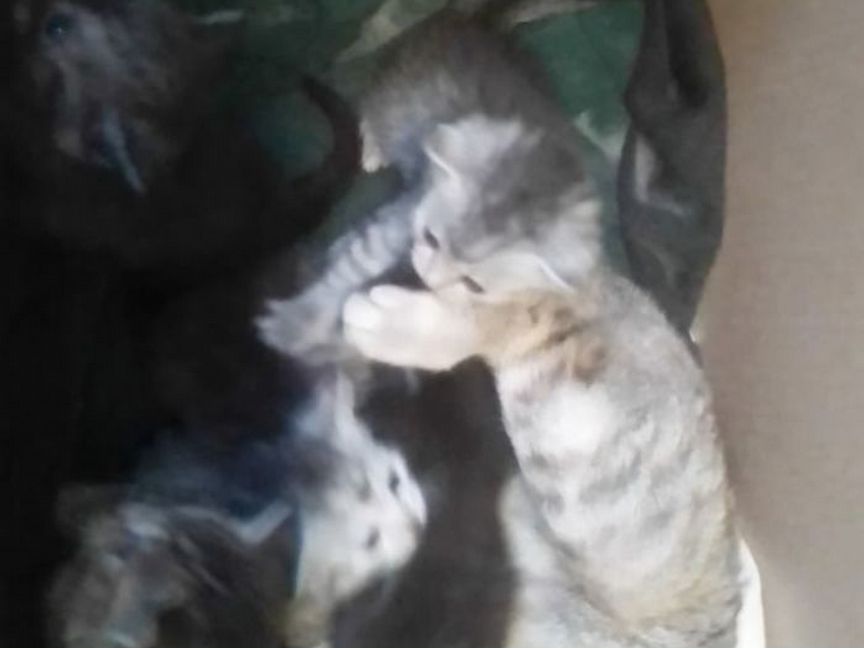 Котята британские бесплатно