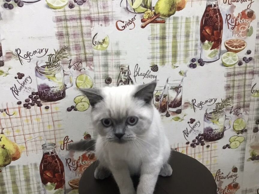 Шотландский кот