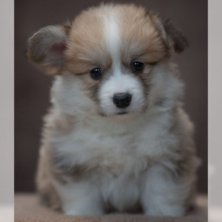 Вельш Корги Пемброк, щенок