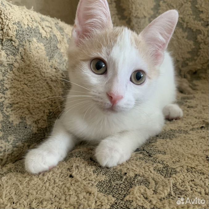 Котенок Бэлль