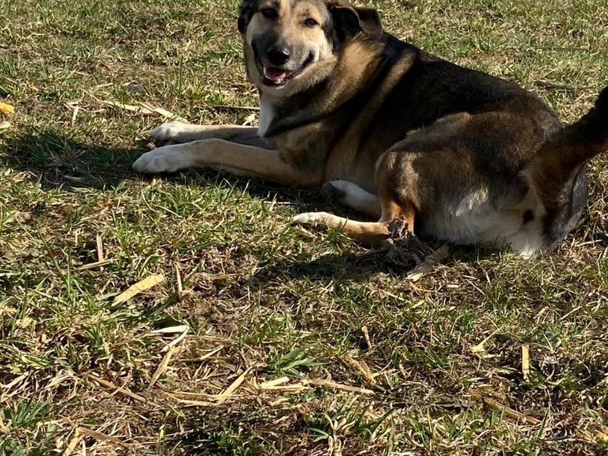 Собака в добрые руки