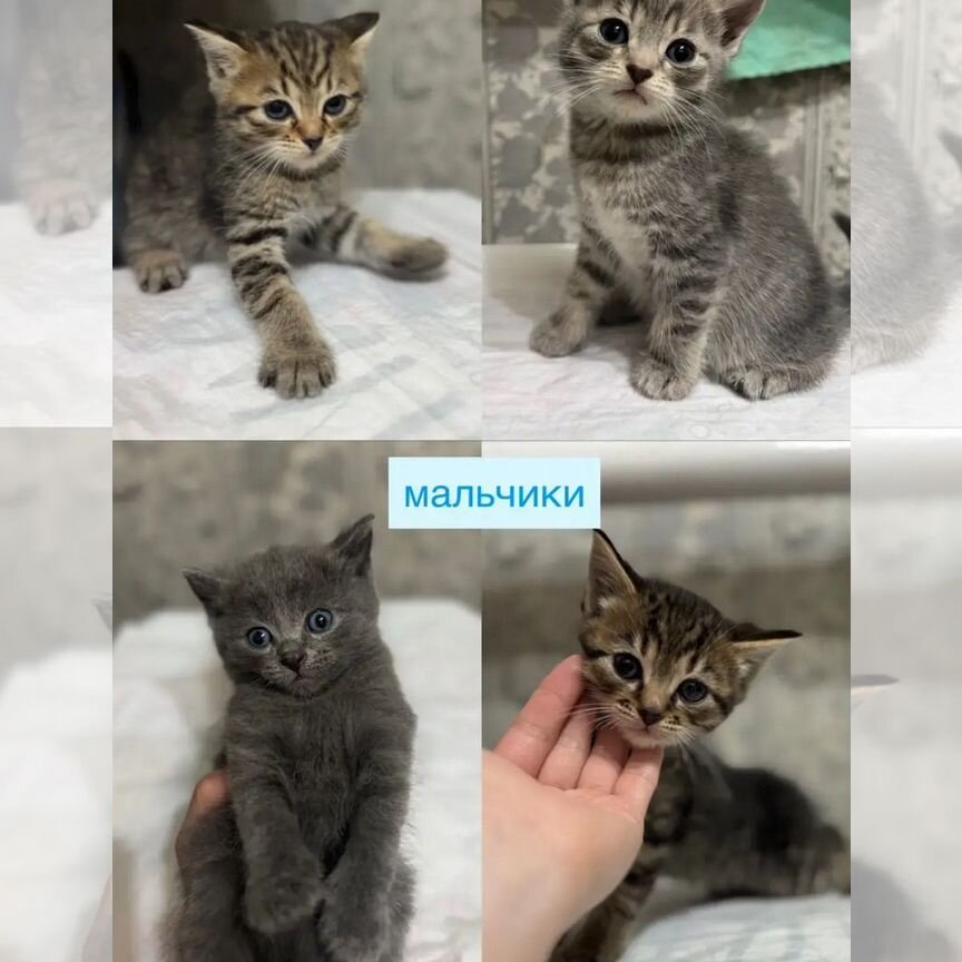 Котёнок в добрые руки