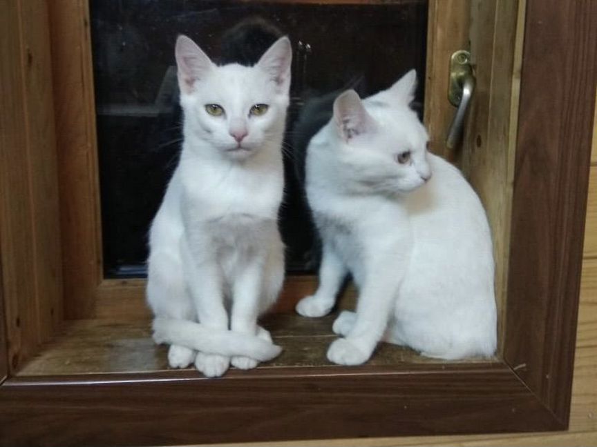 Котята 4 месяца
