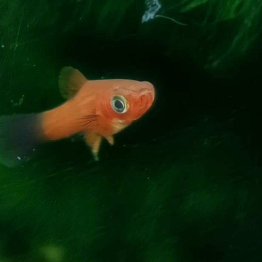 Маленький меченосец