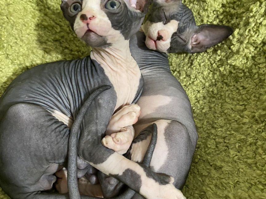 Канадский сфинкс котенок