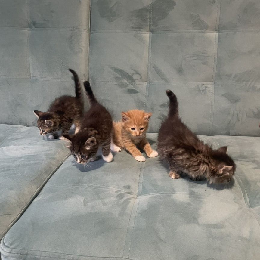 Котята в добрые руки бесплатно