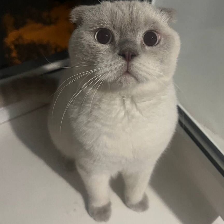 Ищем кошку для вязки