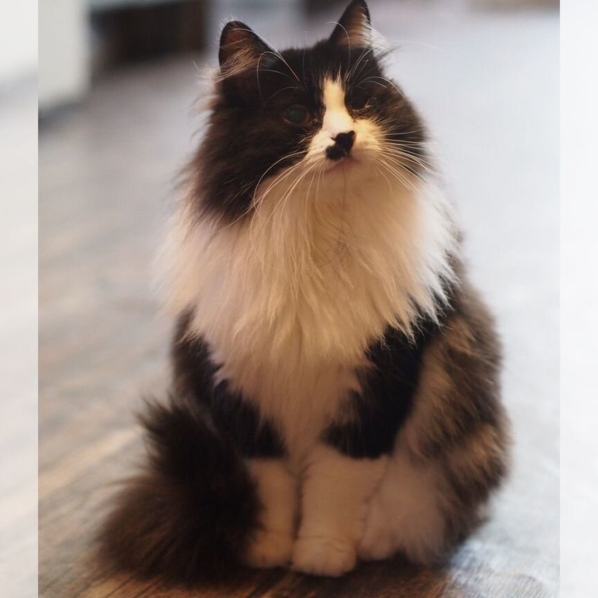Кошка в добрые руки