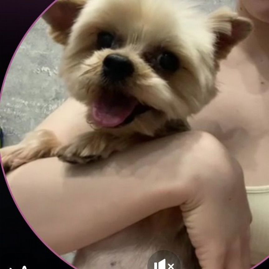 Йорк в добрые руки