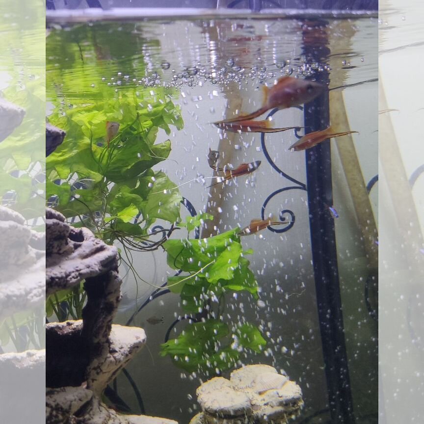 Самец меченосец