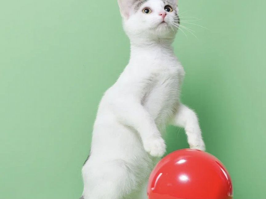 Котенок ищет семью