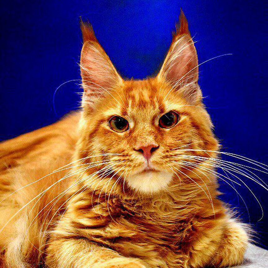 Мейн-кун девочка