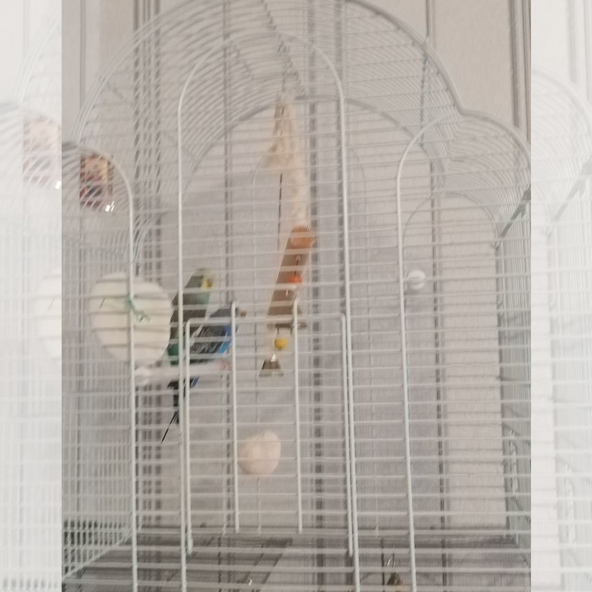 Волнистые попугайчики в месте с клеткой