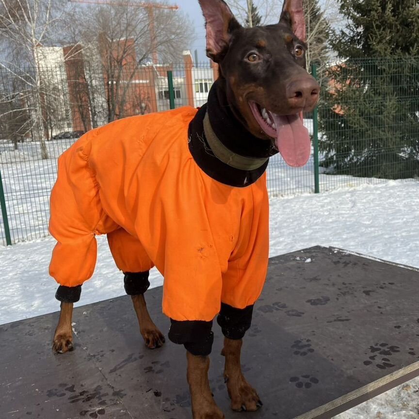 Зимний комбинезон для собаки