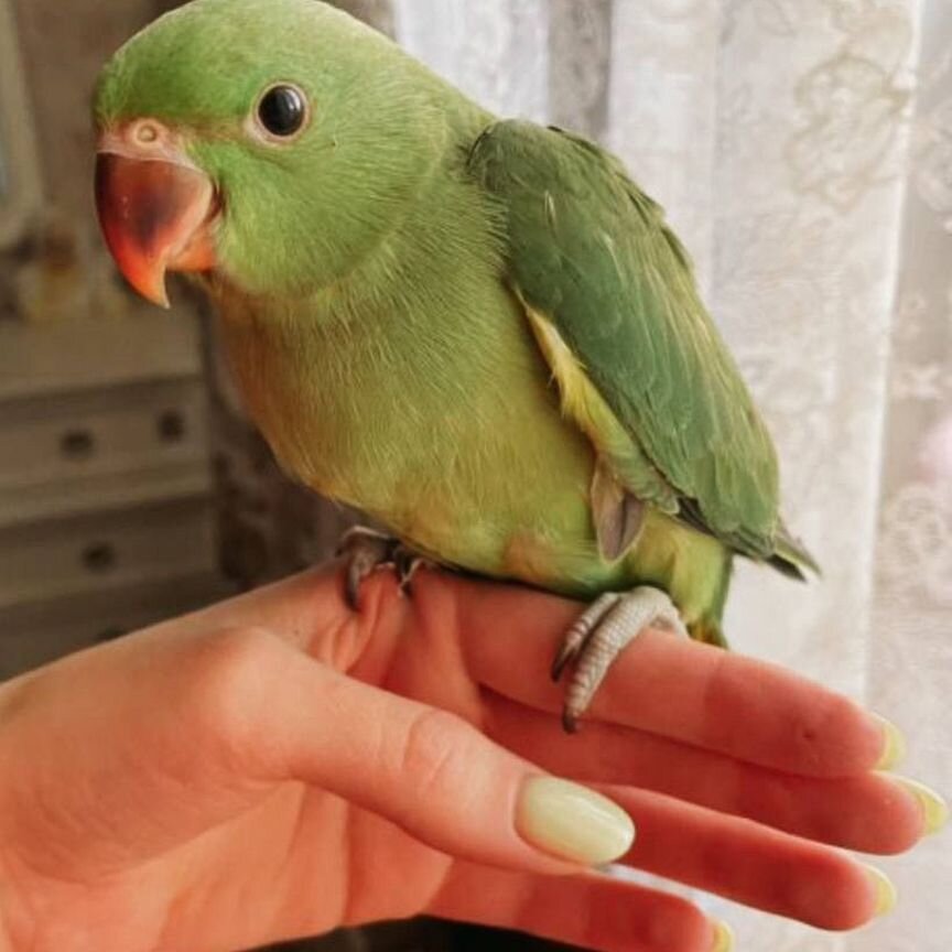 Ожереловый попугай