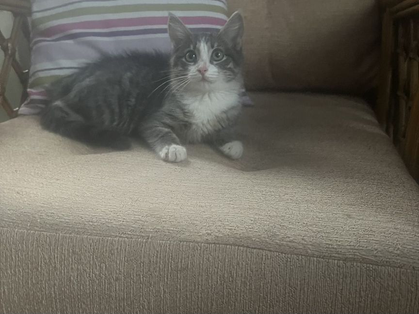 Кошка с приданным и доставкой