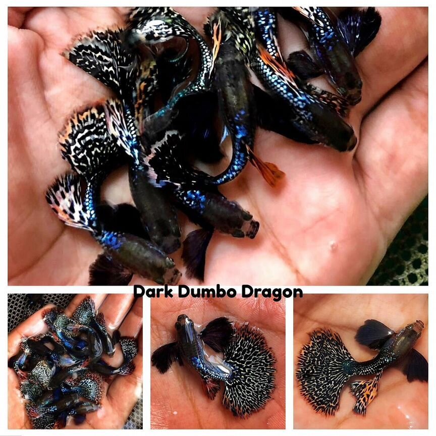 Гуппи Дракон