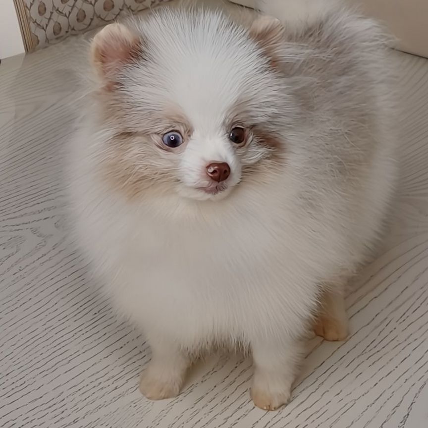 Померанский шпиц, щенок