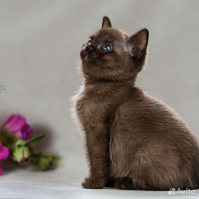 Американская Бурма котята