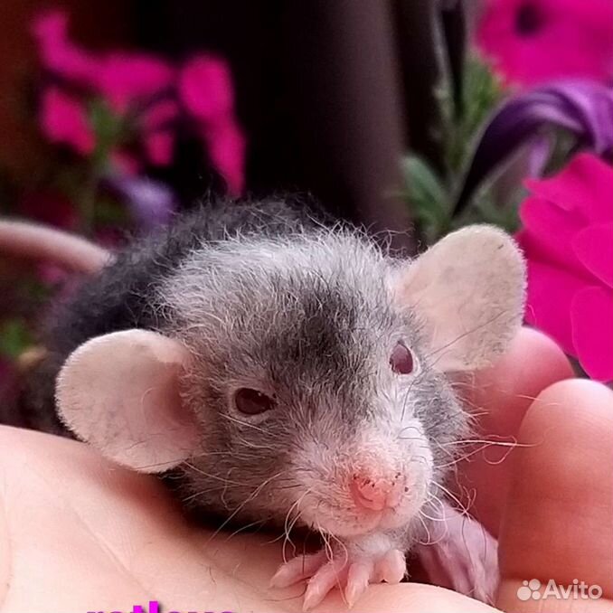 Крысята девочки питомник ratlove