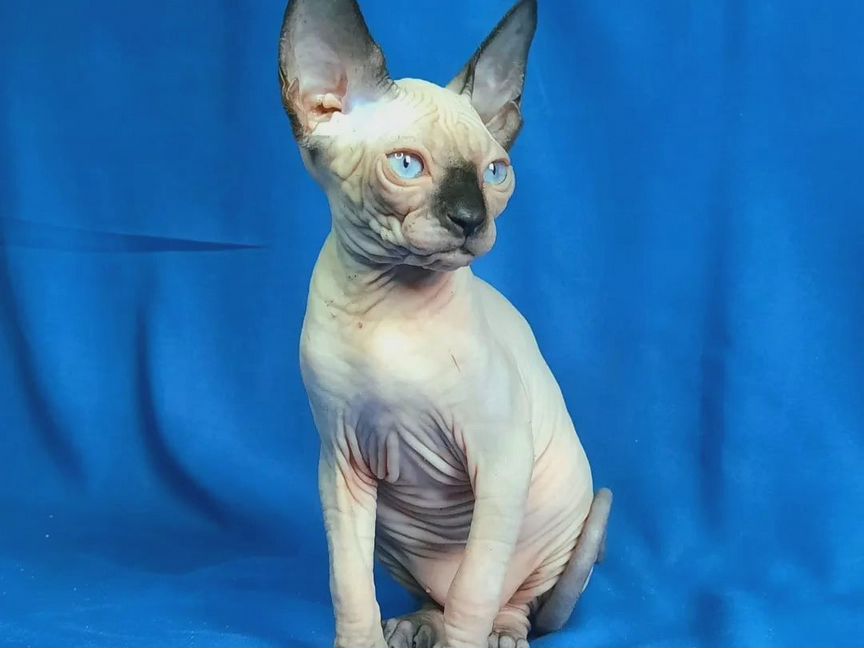 Канадский сфинкс из помета С3