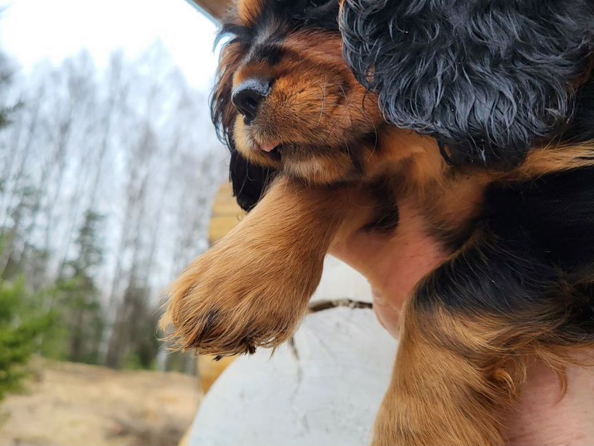 Щенок кавалер кинг Чарльз спаниель