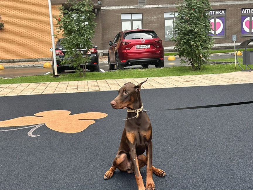 Собака щенок