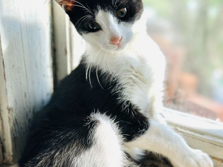 Котенок мальчик
