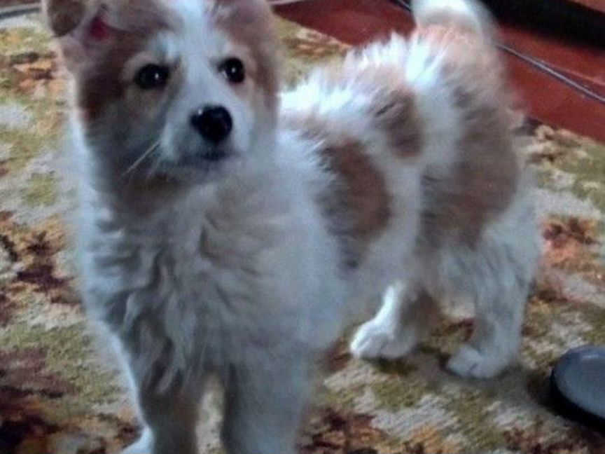 Щенки в добрые руки