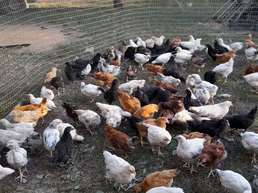 Цыплята цветные