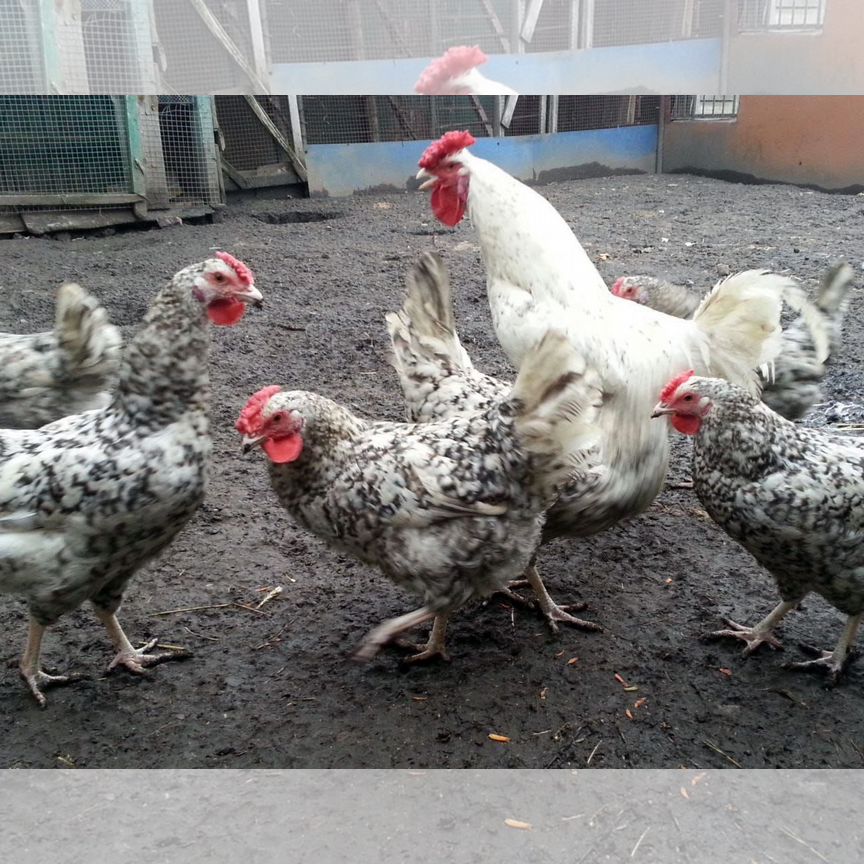 Яйцо инкубационное кур Пушкинской пароды