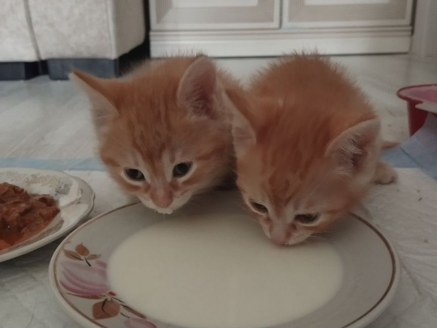 Котята мальчики в добрые руки