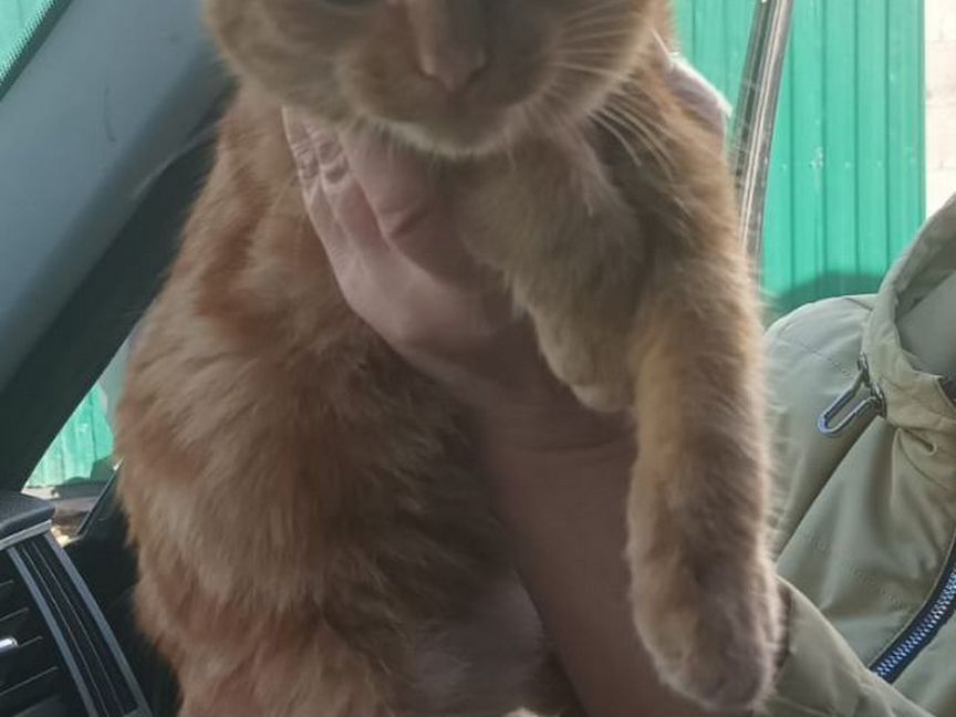 Кошка кот красавец до года