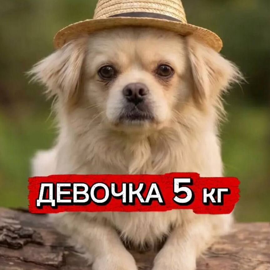Взрослая собака в добрые руки