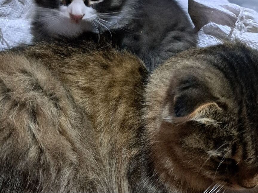 Дворянка кошка