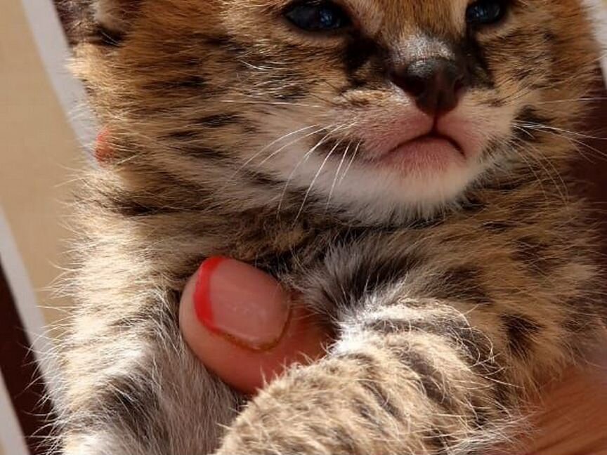 Саванна котята мальчики девочки