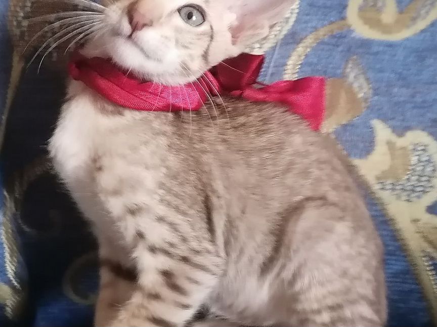 Ориентальный котенок