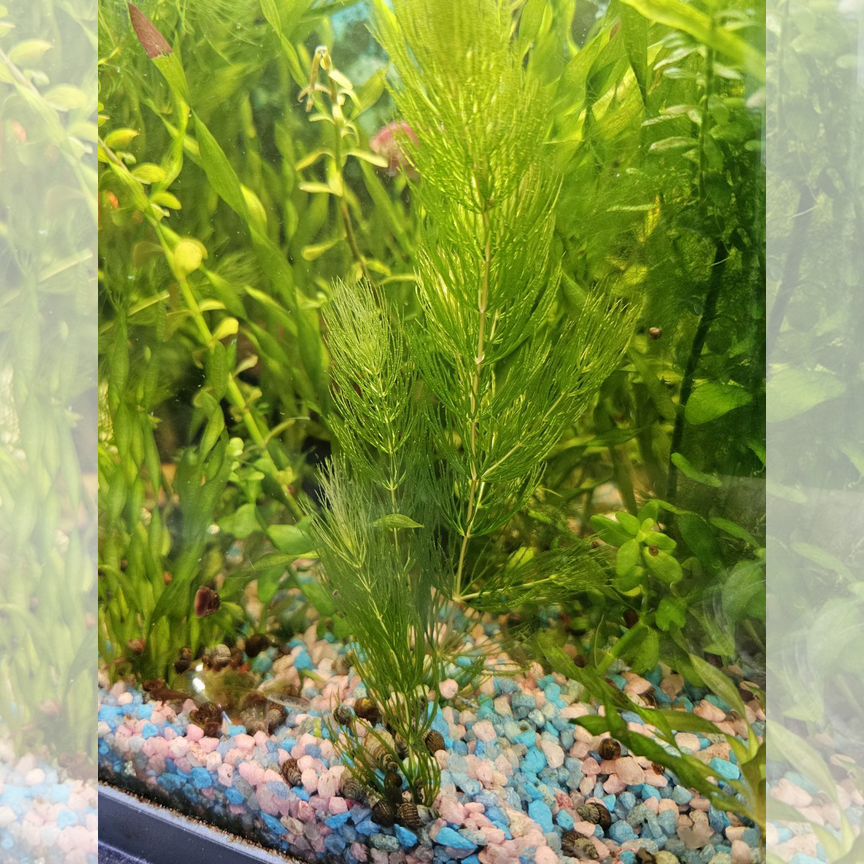 Растения для аквариума прополка