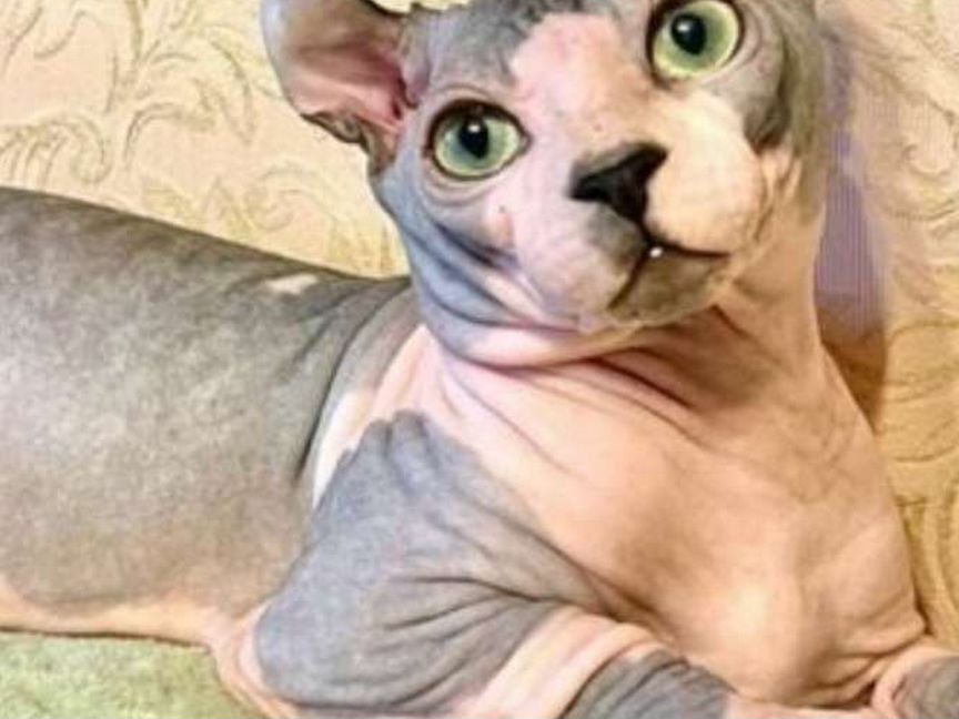 Бомбино котик и киса