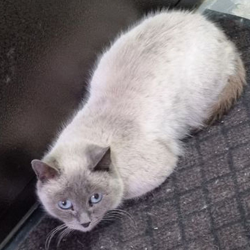 Котенок тайский