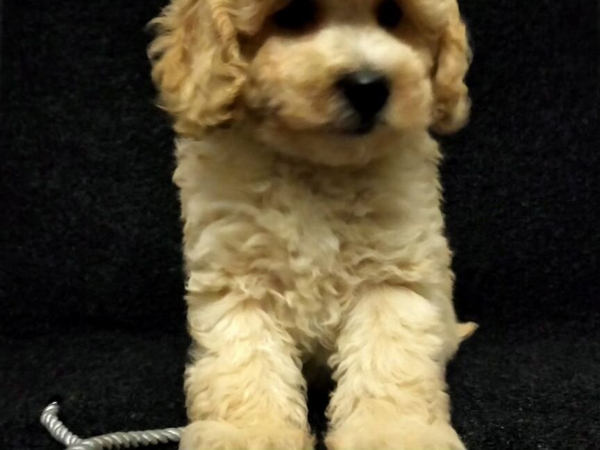 Щенки той пудель