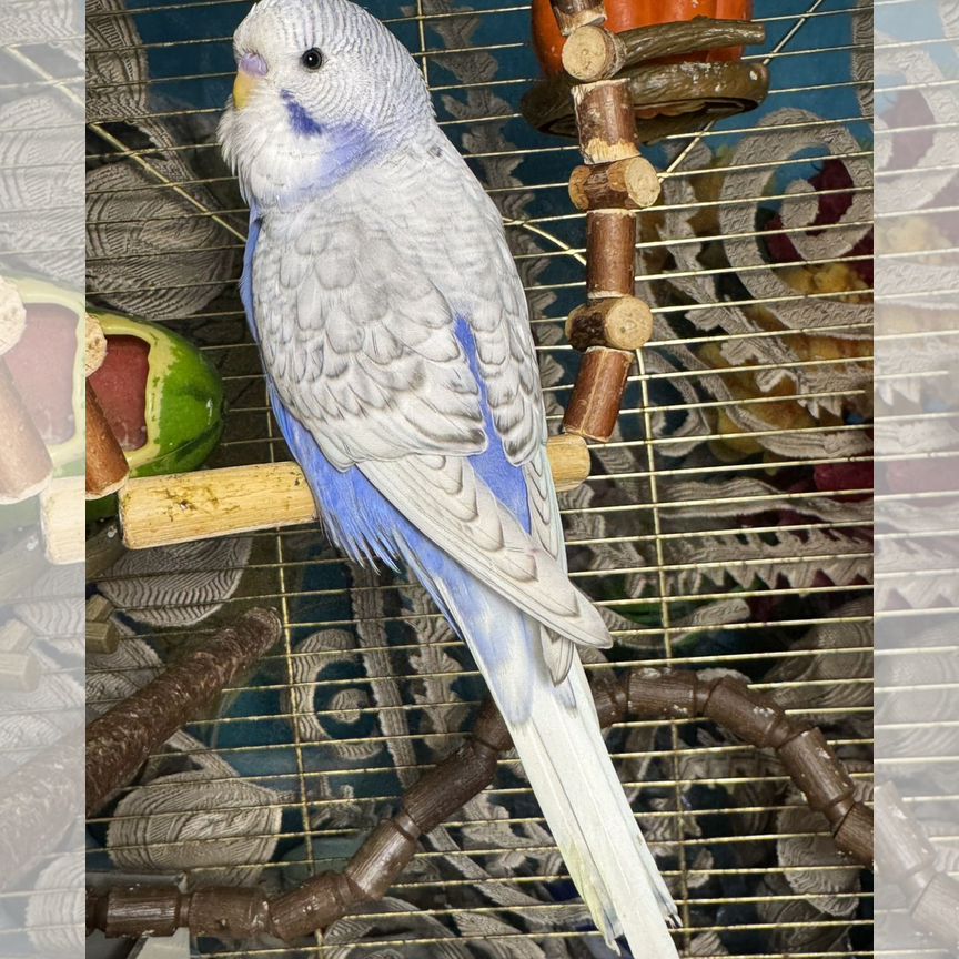 Выставочный волнисттый попугай ввп Ч ех