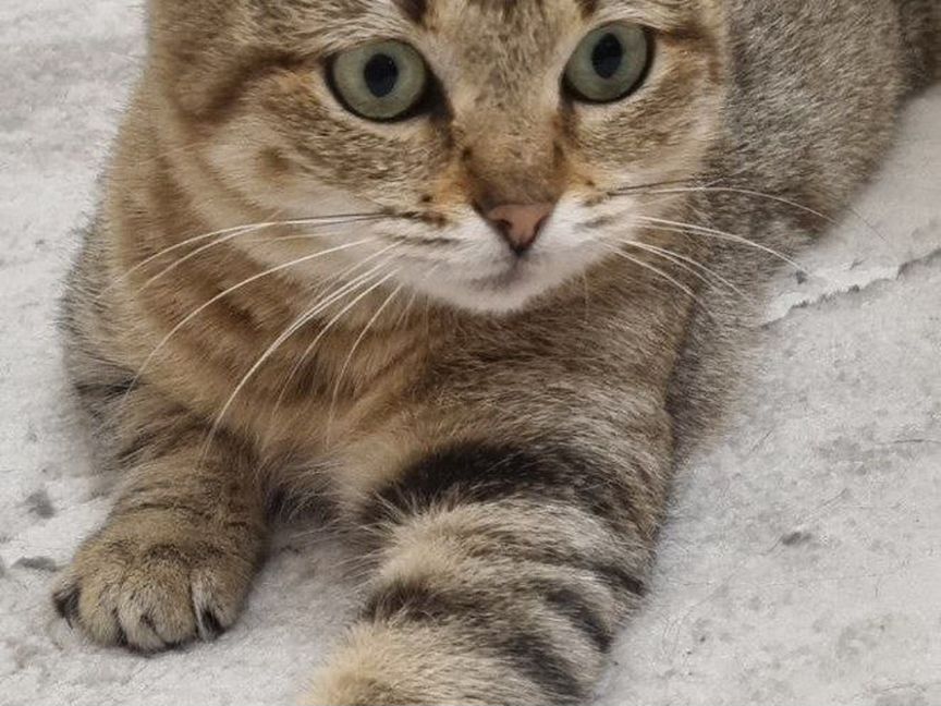 Кошка британский фенотип