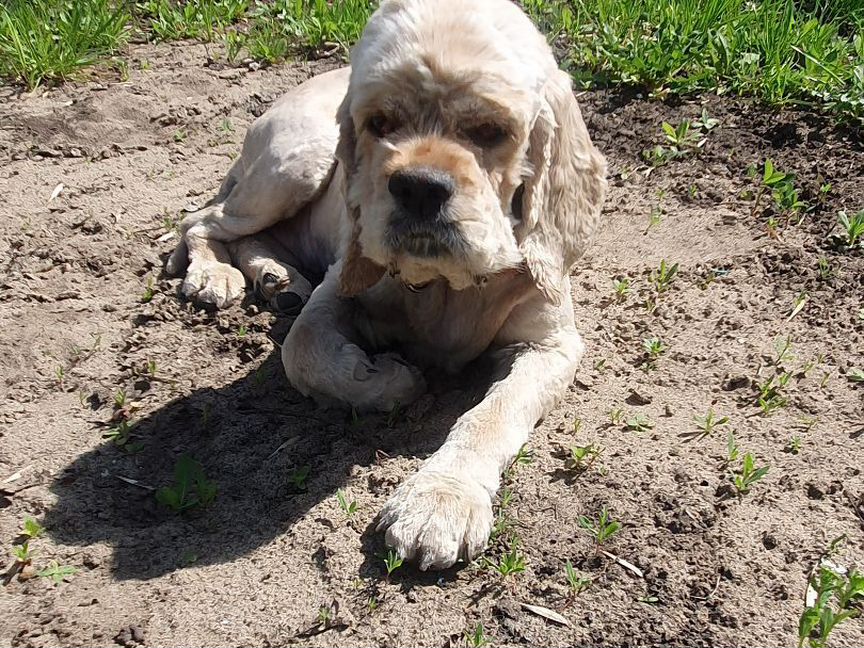 Кокер спаниель американский