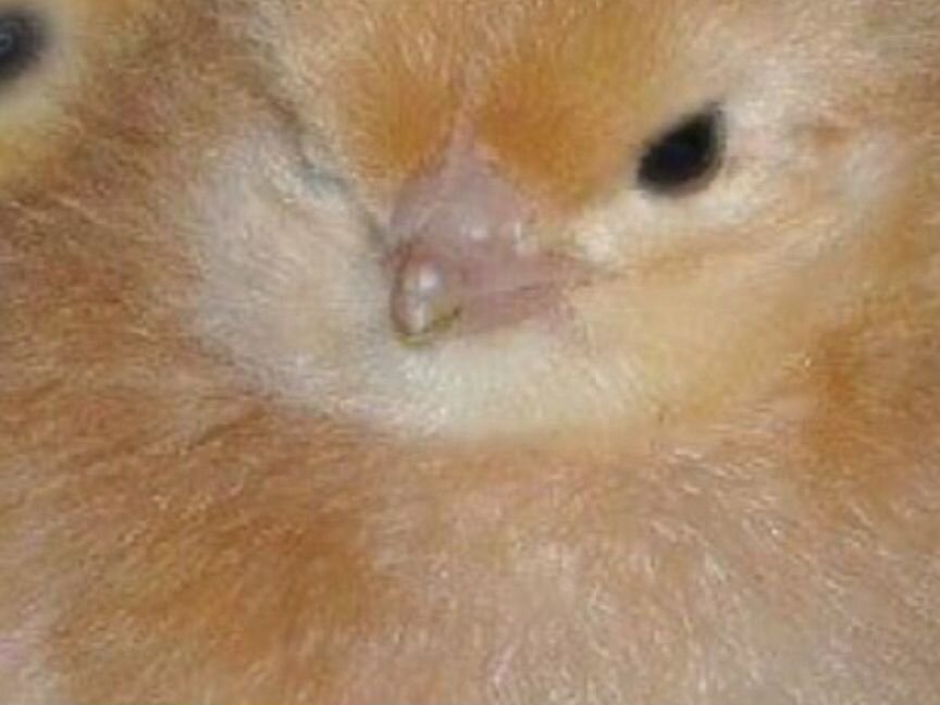 Цыпленок суточный