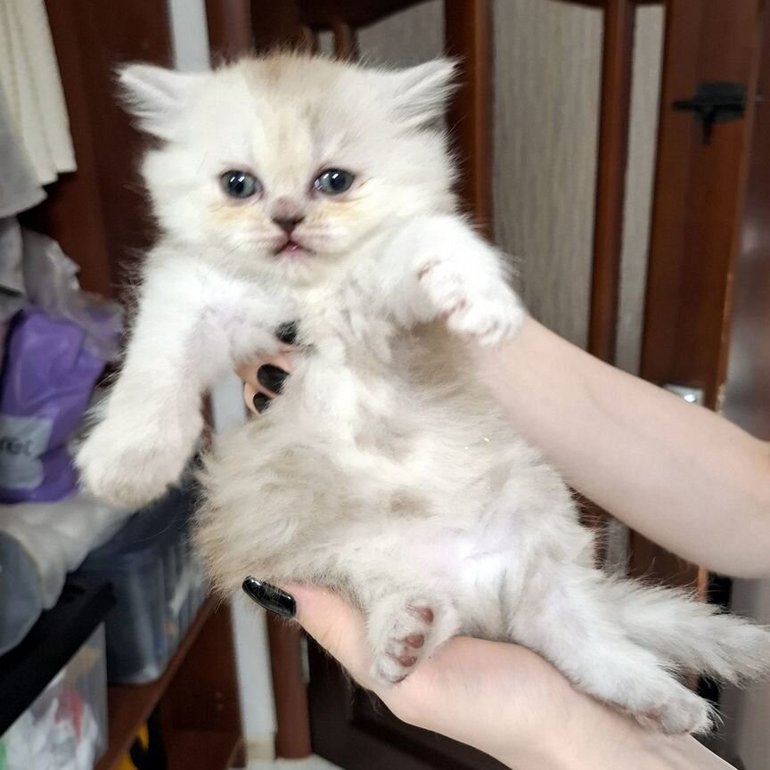 Шотландская девочка, цвет шиншилла, 1,5 месяца