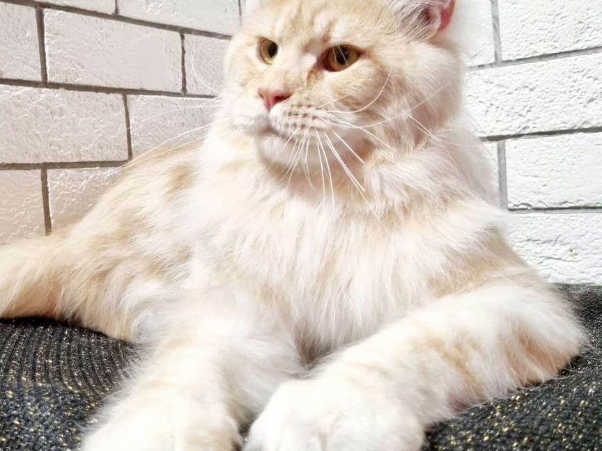 Настоящий мейн кун тяжеловес