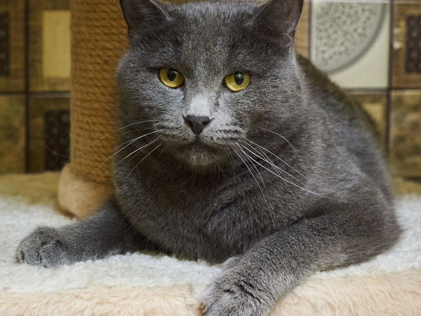 Котик ищет дом
