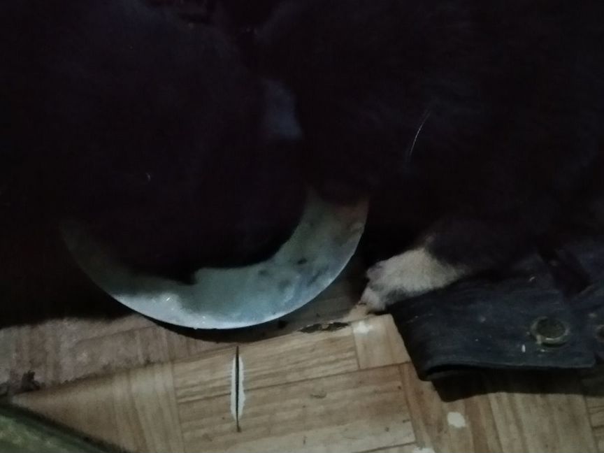 Продам щенят