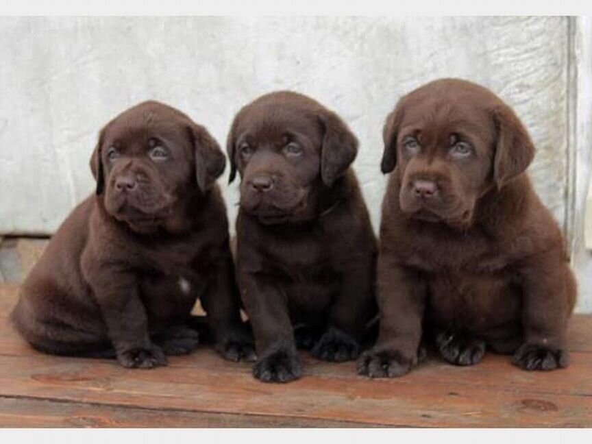 Шоколадный лабрадоры
